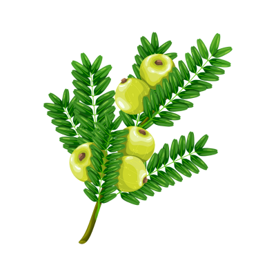 Pure Hair Oil – thaari.